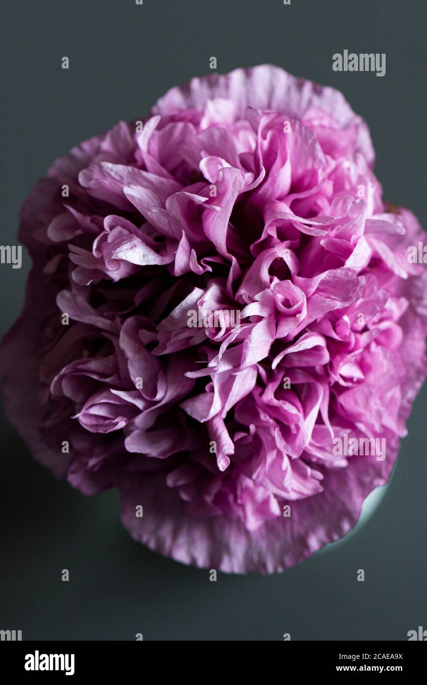 A pink Poppy Tallulah Belle Blush flower in a vase Stock Photo - Alamy