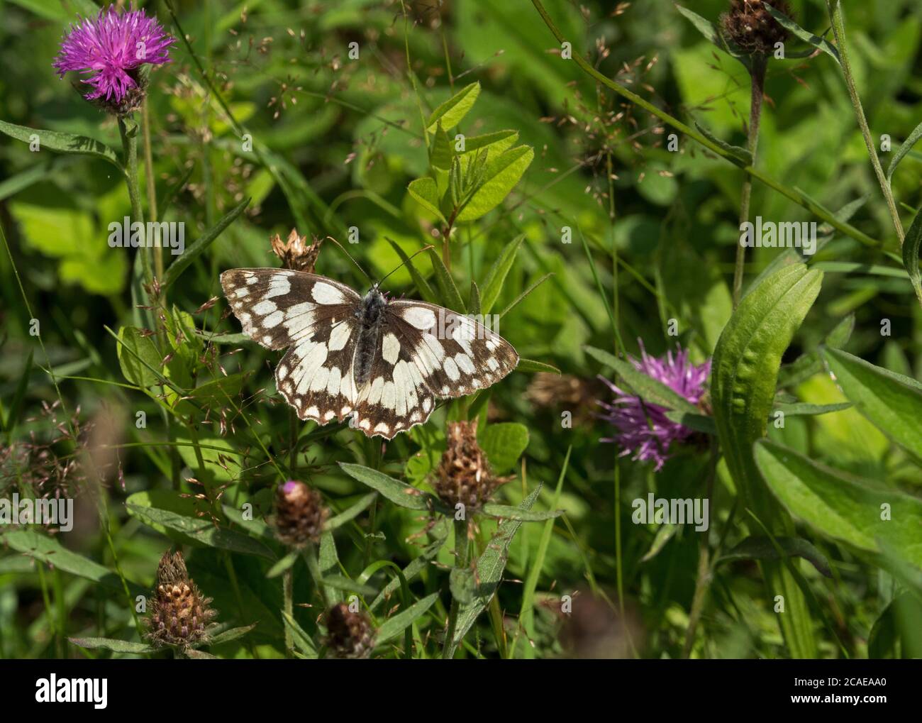 Marbled White Butterfly, Melanargia galathea, single adult resting on ...