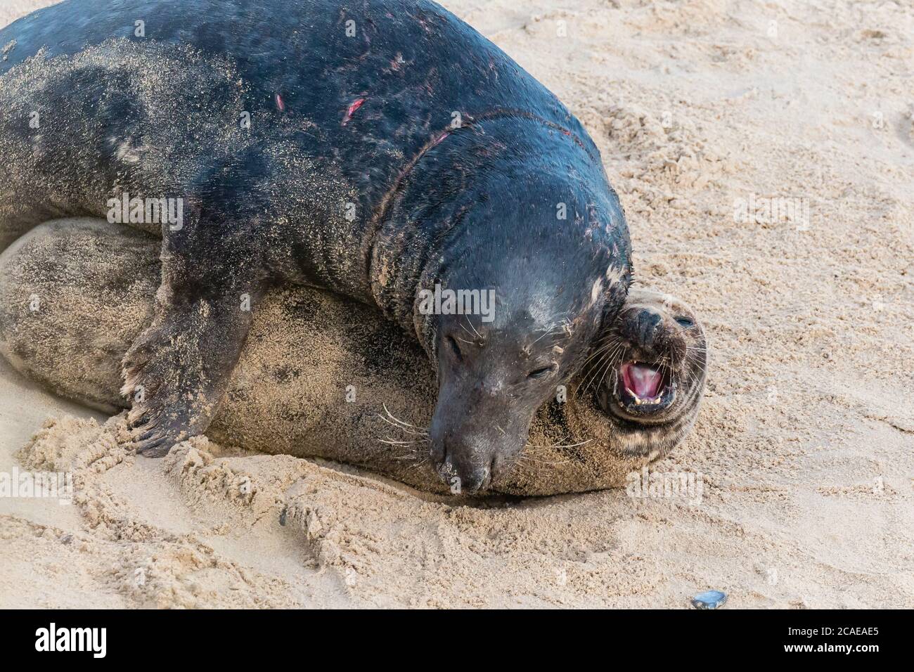 Male and female grey seals (Halichoerus grypus) mating on the sand ...