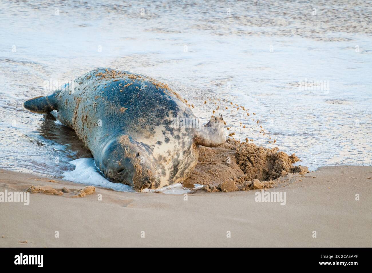 Playing dig digging hole hi-res stock photography and images - Alamy