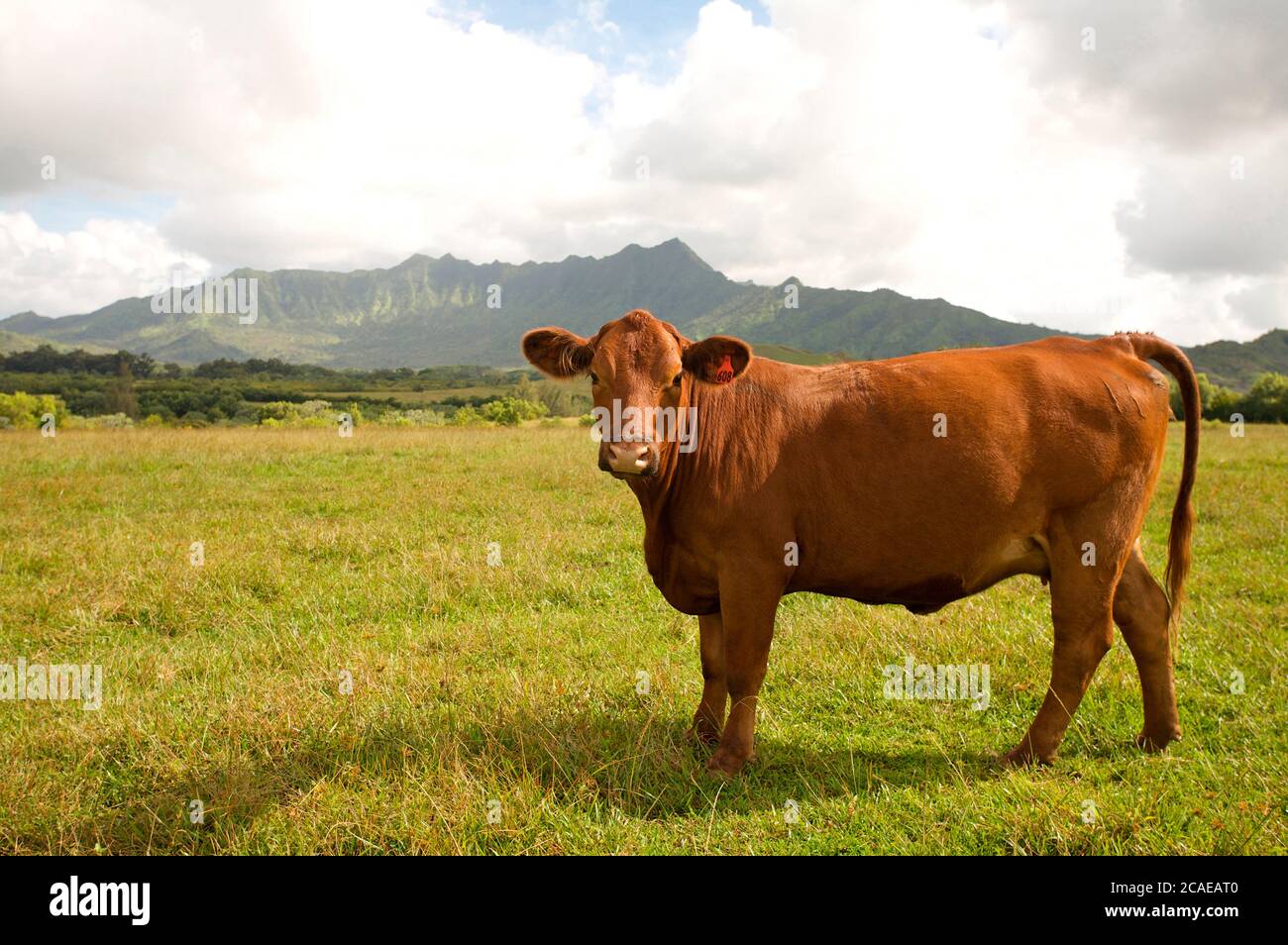 Princeville ranch hi-res stock photography and images - Alamy