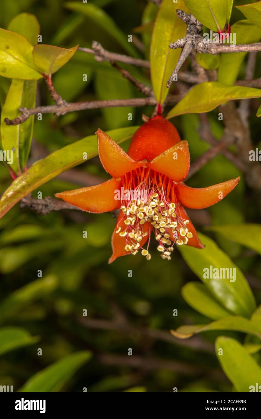 Punica Granatum Ornamental High Resolution Stock Photography and Images ...