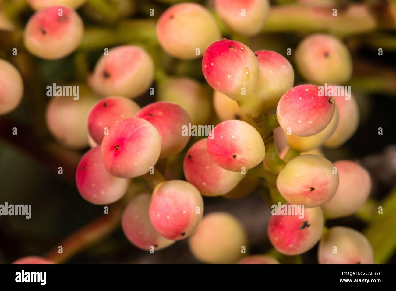 Terebinth tree hi-res stock photography and images - Alamy