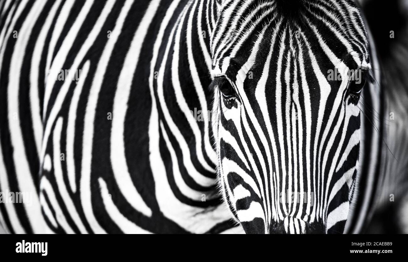 background which the structure of hide of zebra is represented on, the ...