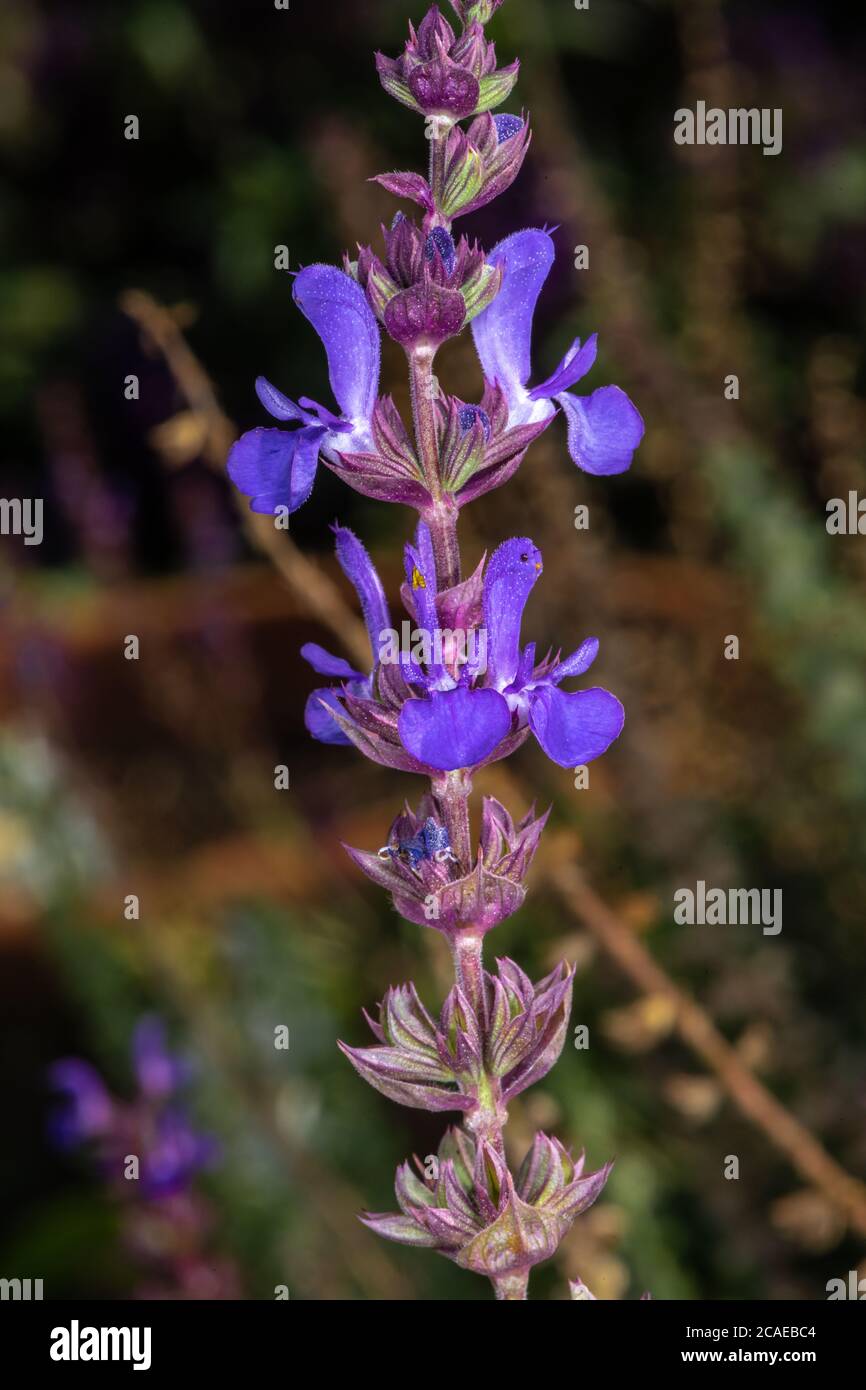 Flowers of Woodland Sage (Salvia nemorosa Stock Photo - Alamy