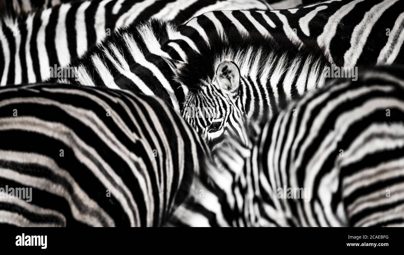 background which the structure of hide of zebra is represented on, the ...