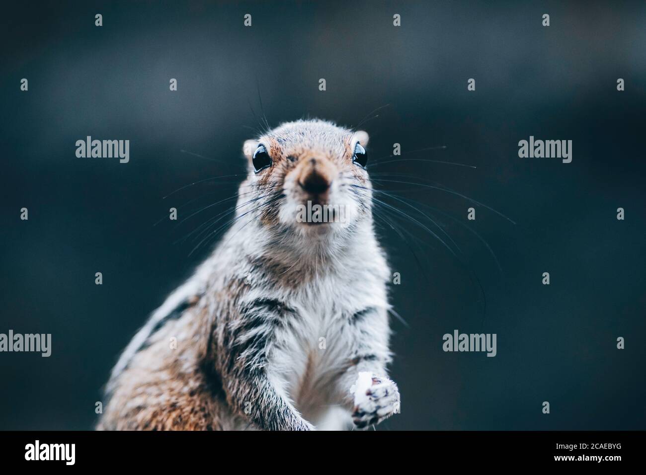 Squirrel looking forward hi-res stock photography and images - Alamy
