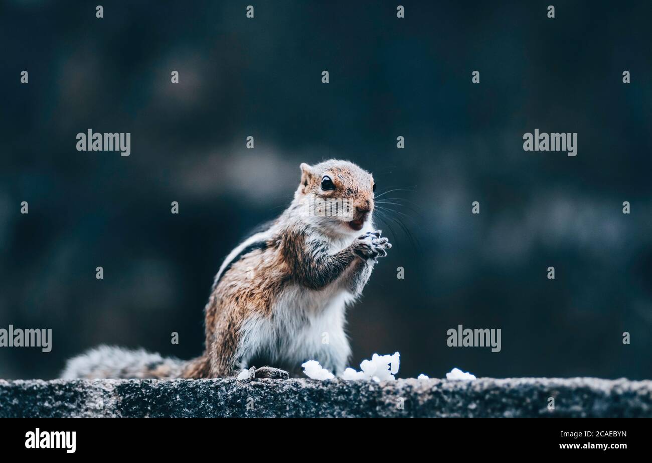 female squirrel sit up and eat rice by both hands Stock Photo - Alamy