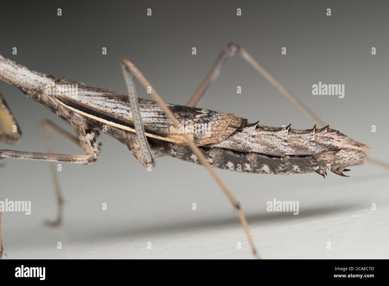 Lateral closeup view of abdomen of a mantis (Iris oratoria Stock Photo ...