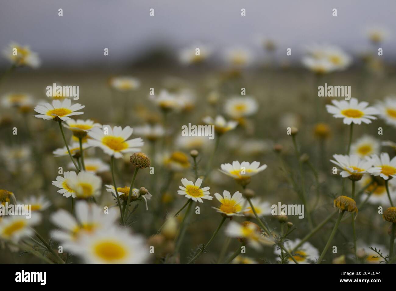 Closeup shot of a daisy field with many flowers Stock Photo - Alamy
