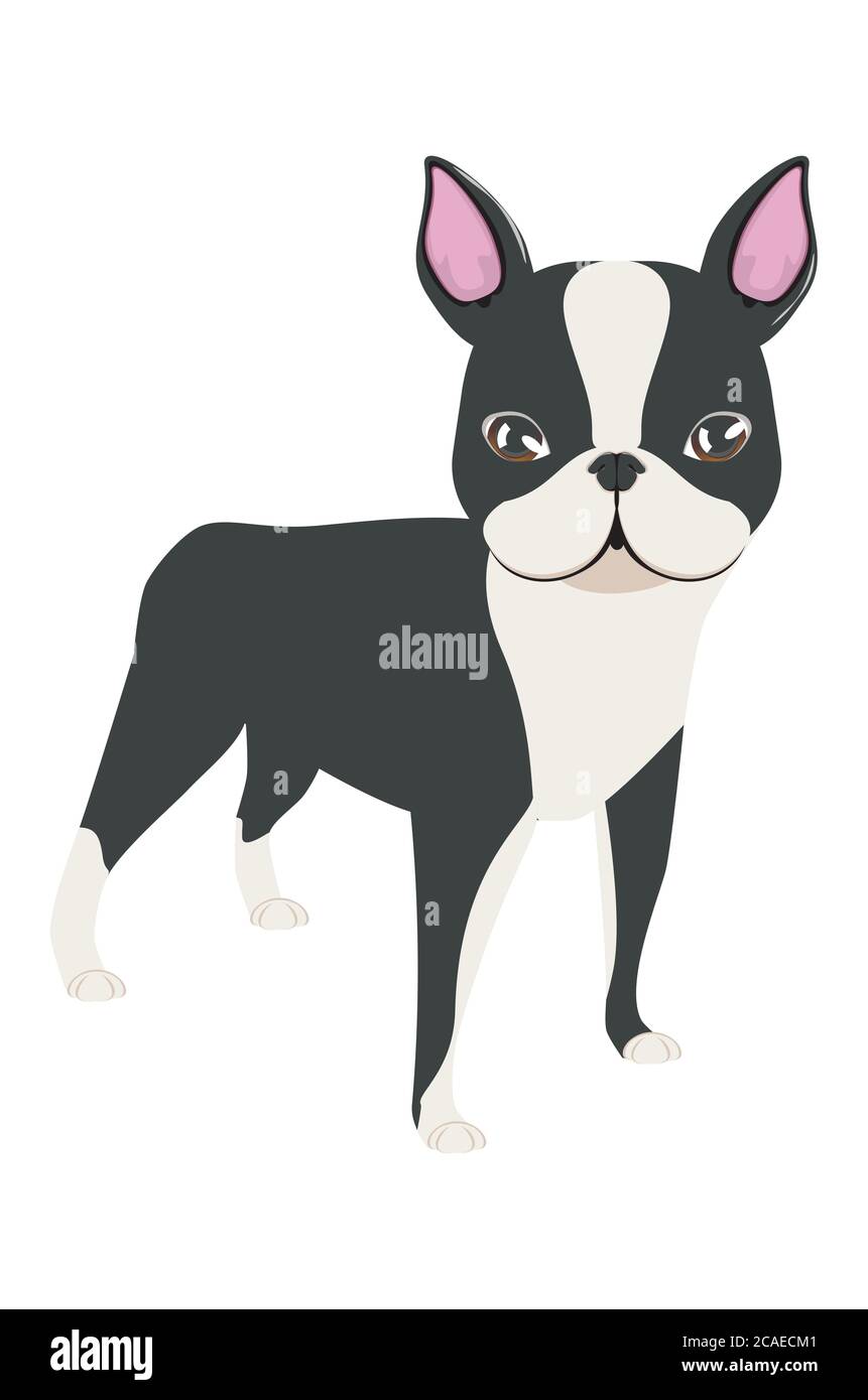 Cute cartoon dog, Boston Terrier illustration on white background Stock ...