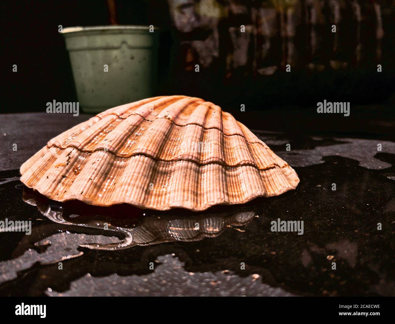 Iceland scallop hi-res stock photography and images - Alamy
