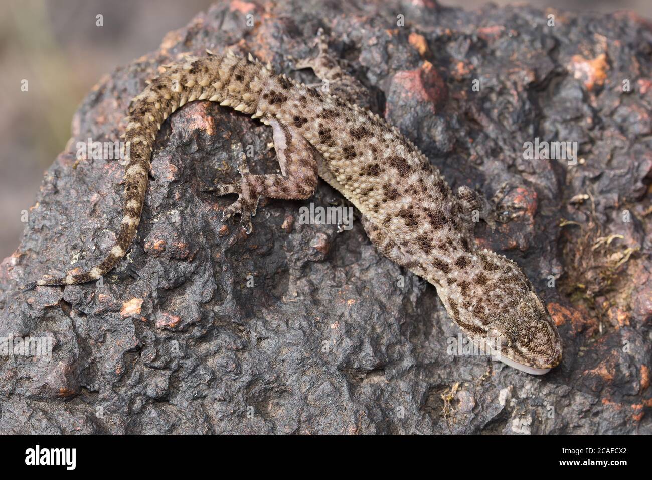 Photo of gecko basking on a lateritic rock Stock Photo - Alamy