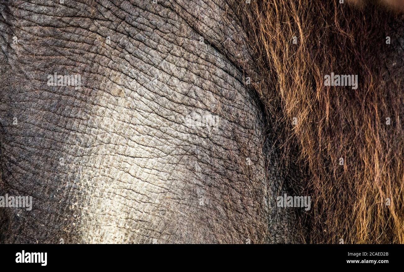 background which the structure of hide of elephant is represented on ...