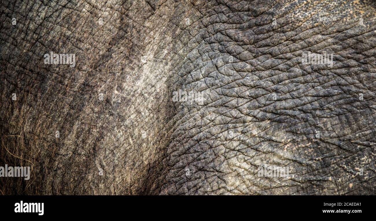 background which the structure of hide of elephant is represented on ...