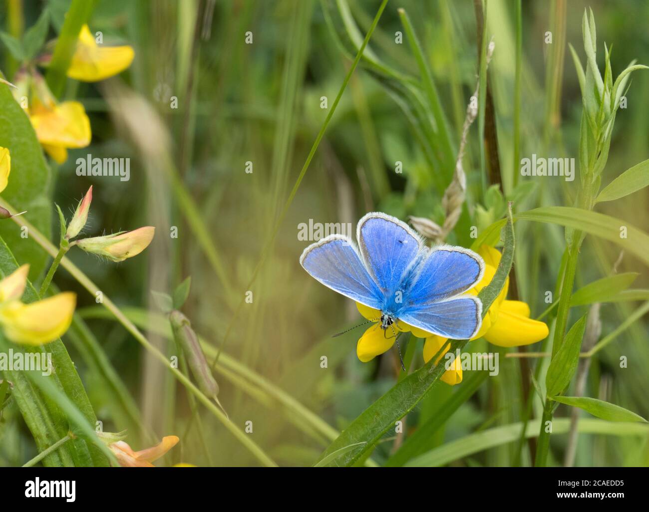 Common Blue Butterfly, Polyommatus icarus, single adult feeding on ...