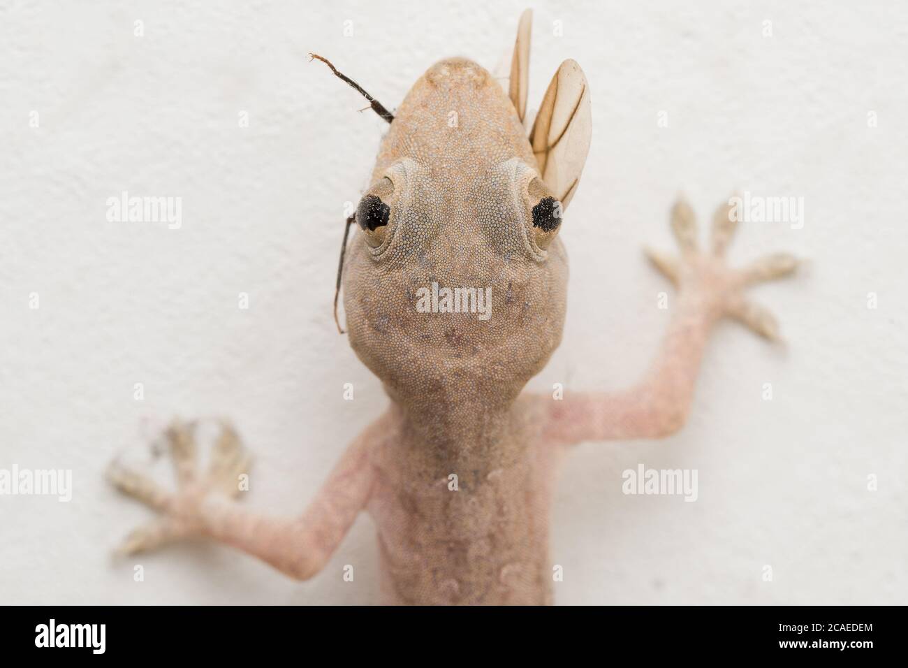 Lizard hunting insects hi-res stock photography and images - Alamy