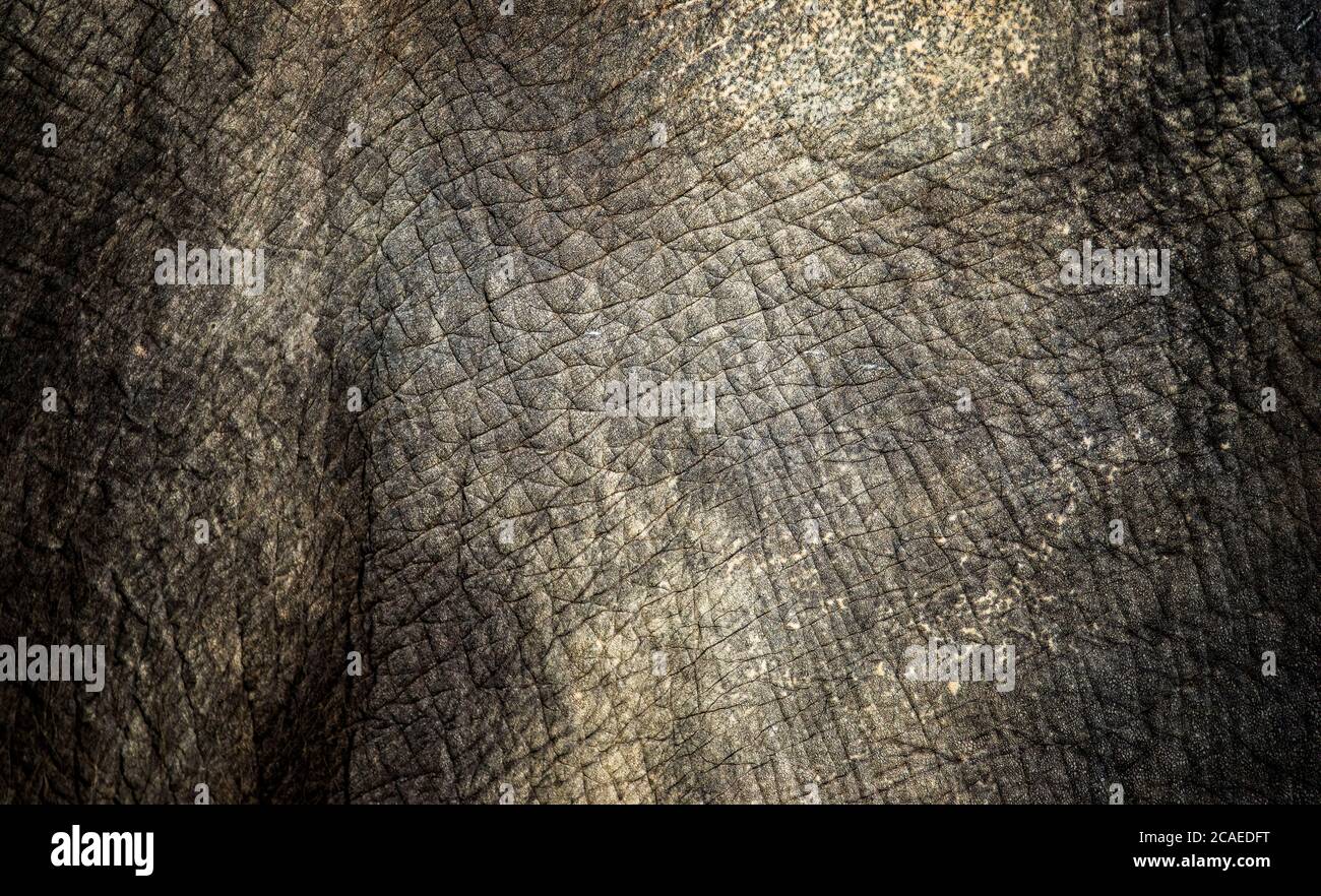 background which the structure of hide of elephant is represented on ...