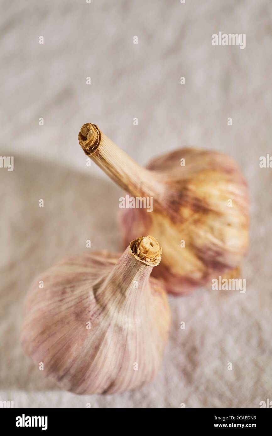 Garlic. Two whole heads of raw garlic from a farm in Lancaster County ...