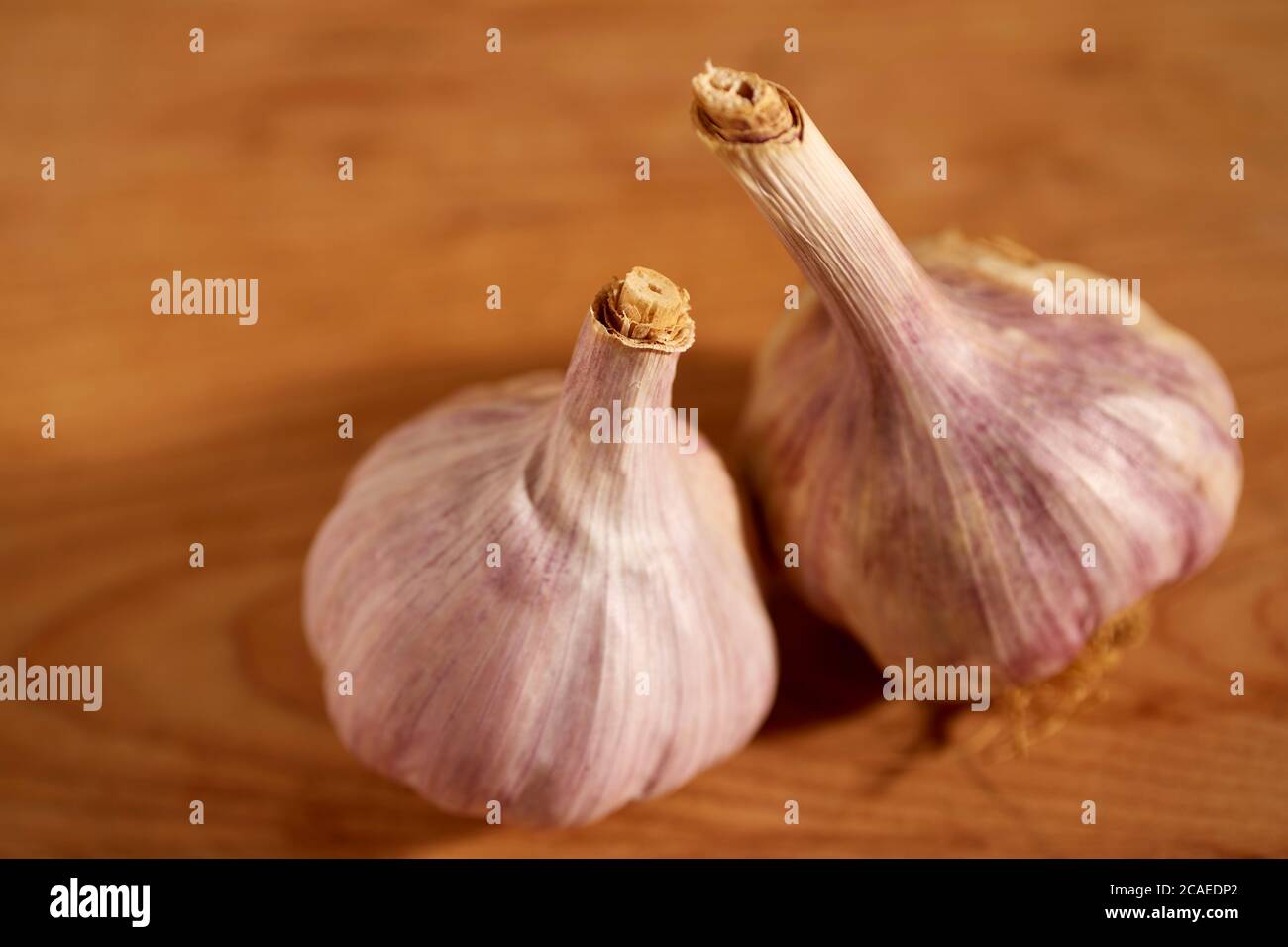 Garlic. Two whole heads of raw garlic from a farm in Lancaster County ...