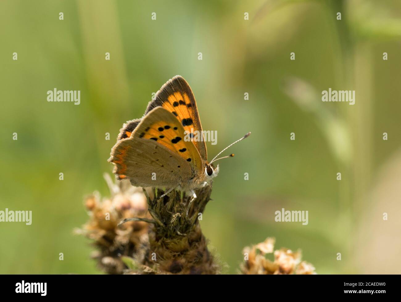 Small Copper, Lycaena phlaeas, single adult resting on dead flower of ...