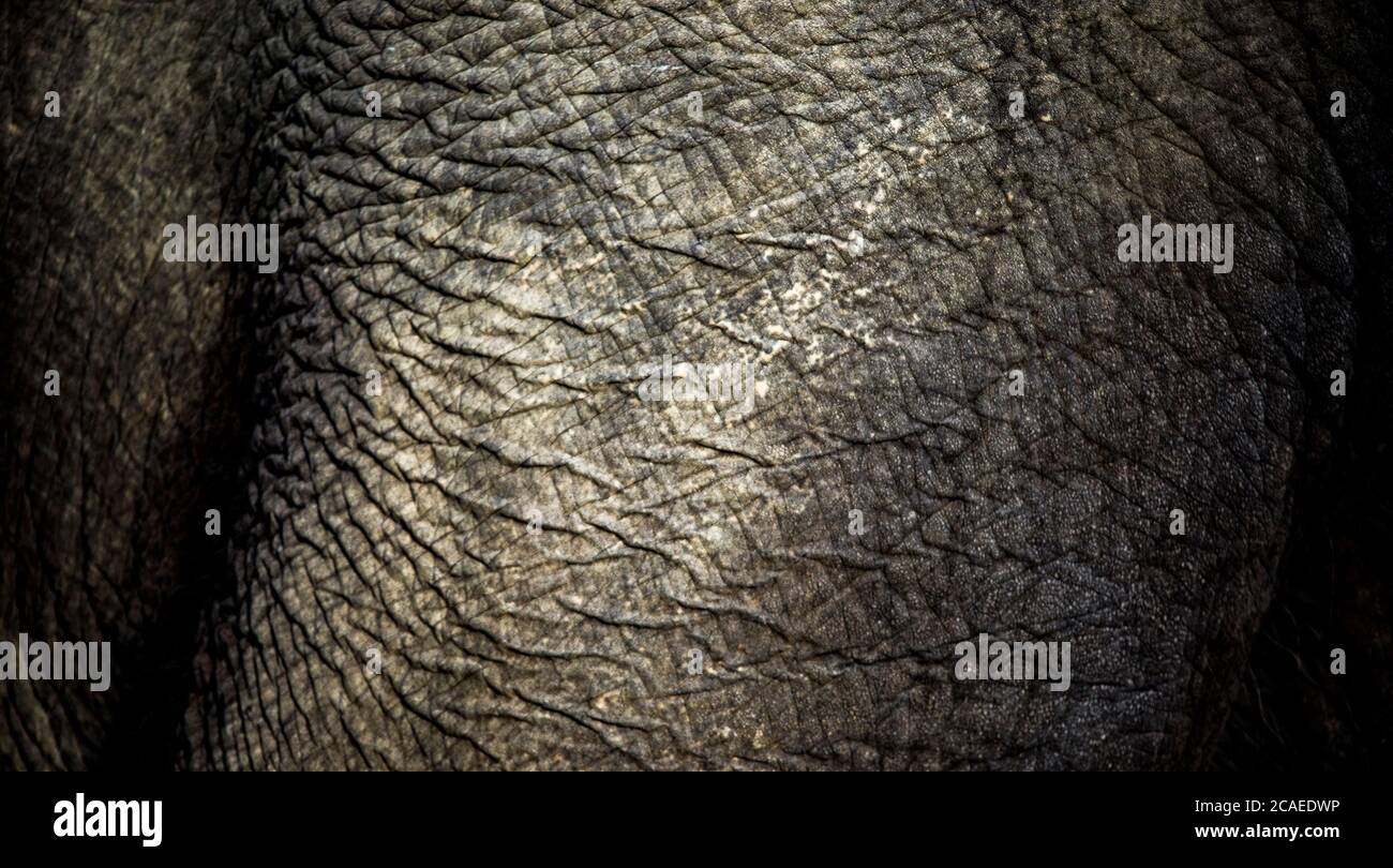 background which the structure of hide of elephant is represented on ...