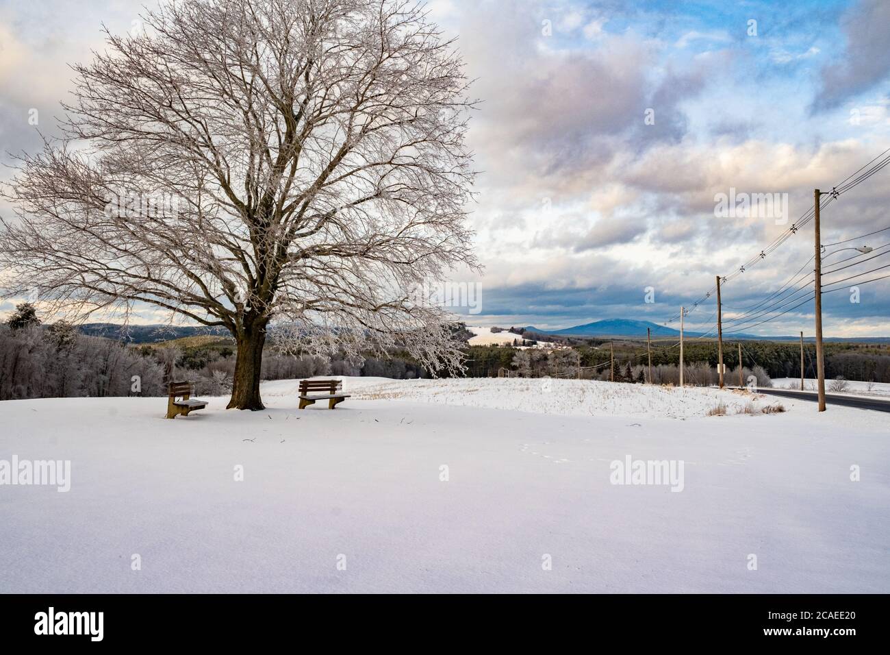 A crimson king maple tree in a field in the winter Stock Photo - Alamy