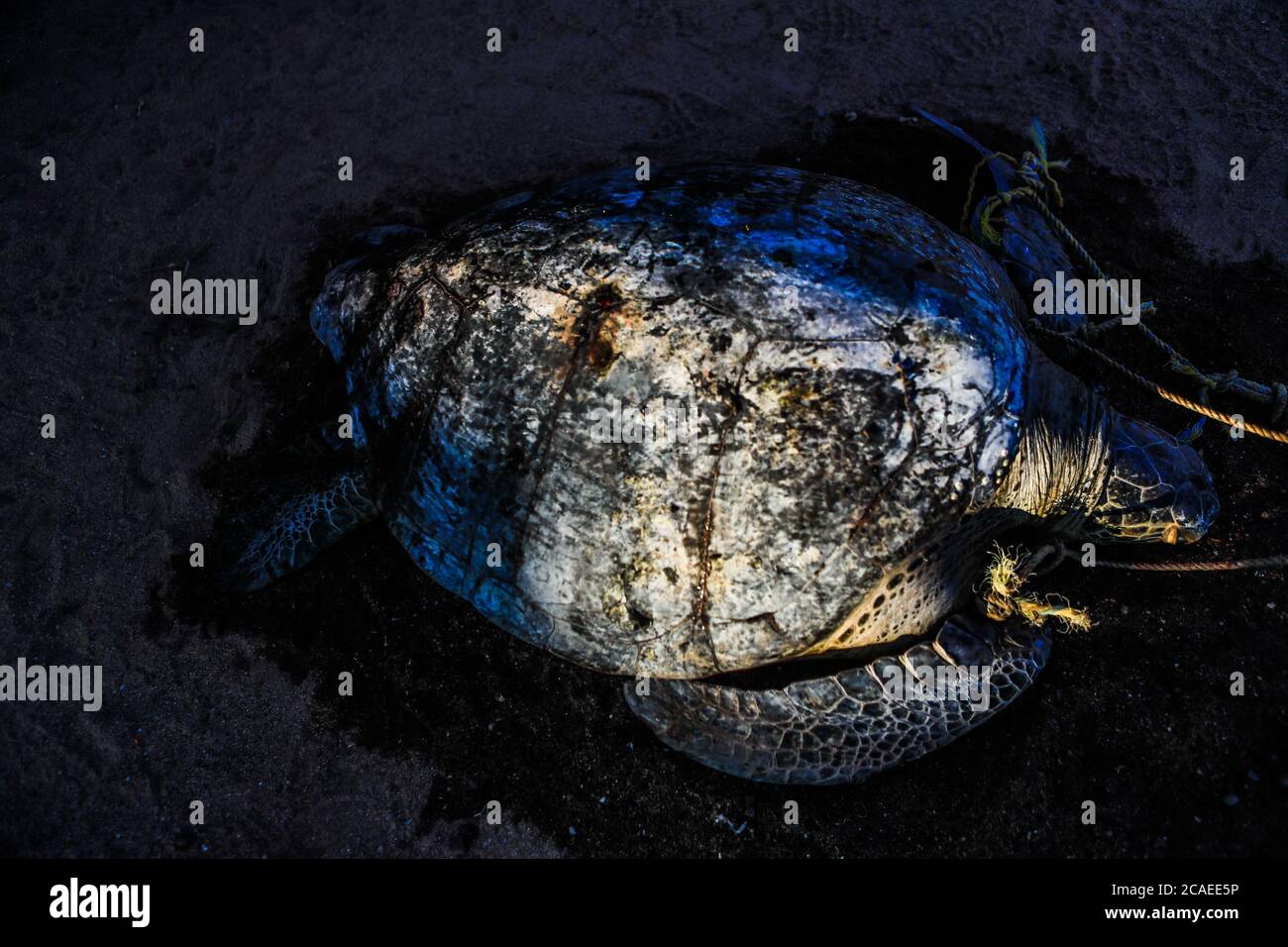 A Caguama sea turtle was caught to become the main meal during the Seri ...