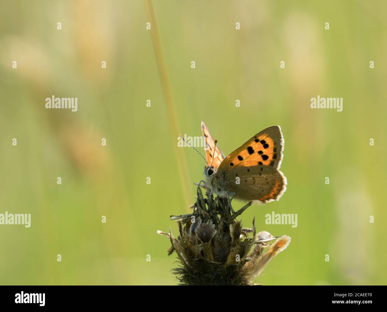 Small Copper, Lycaena phlaeas, single adult resting on dead flower of ...