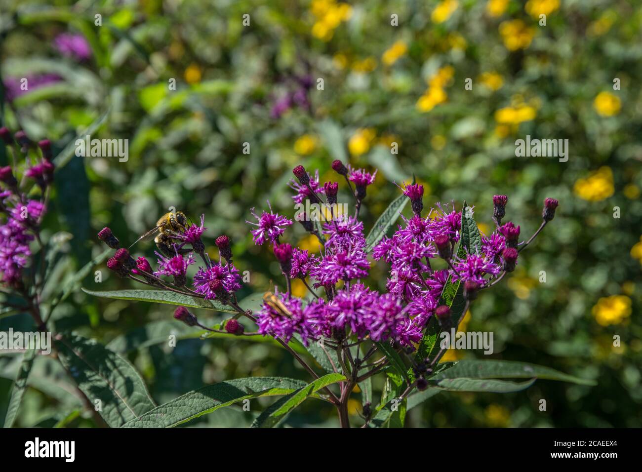 Magenta wildflower hi-res stock photography and images - Alamy