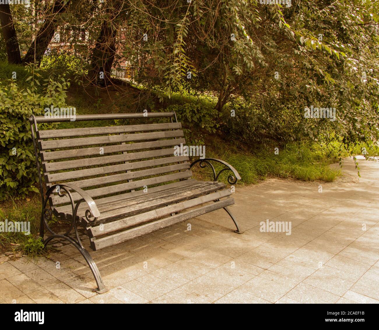 Wooden dark bench under the trees in the shade in a city park Stock ...