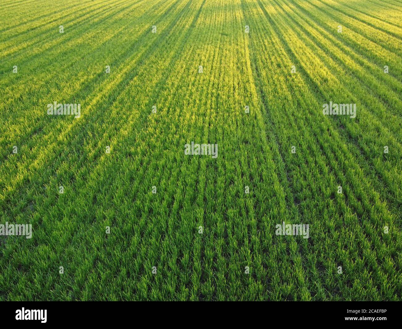Aerial. Green grass texture background. Top view from drone Stock Photo ...