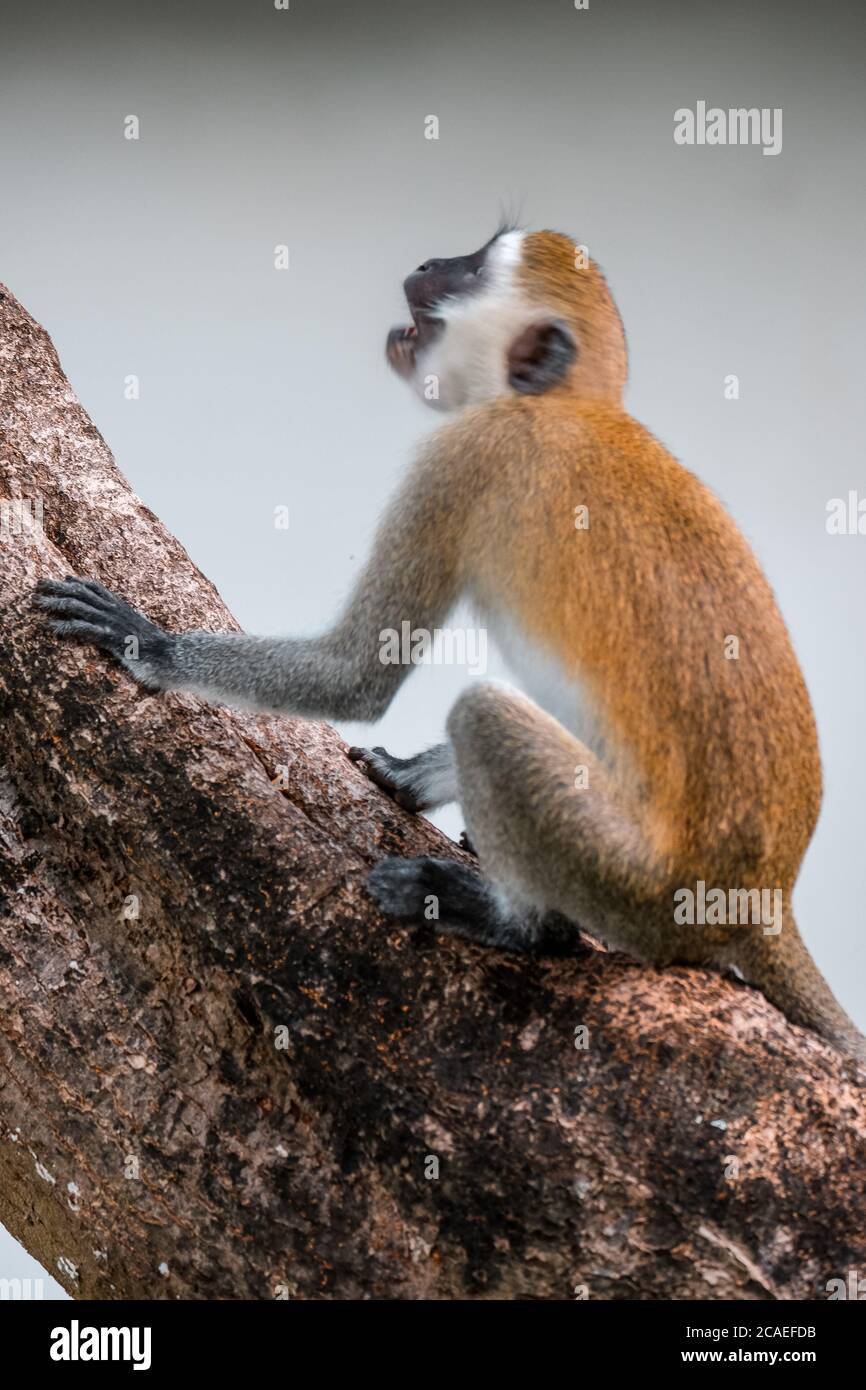 Monkey Babymonkey on a tree Affe Babyaffe Stock Photo - Alamy