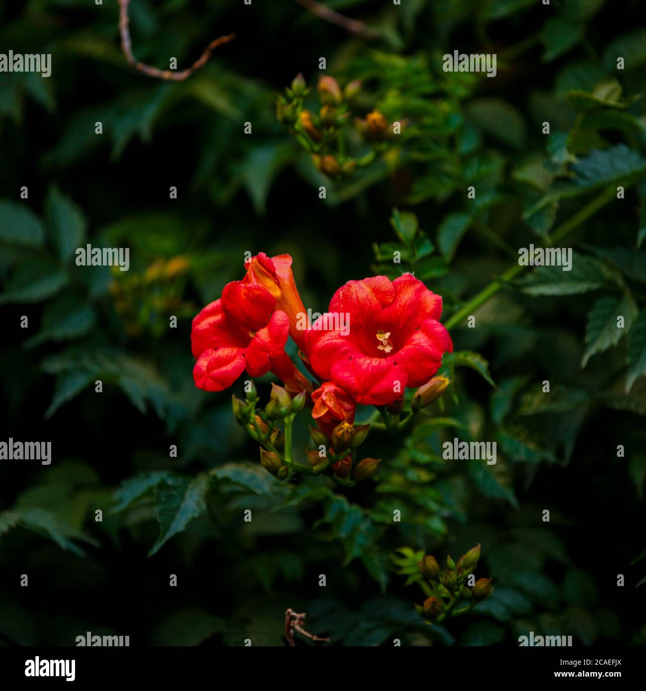 Selective focus shot of beautiful red flowers captured in a forest ...