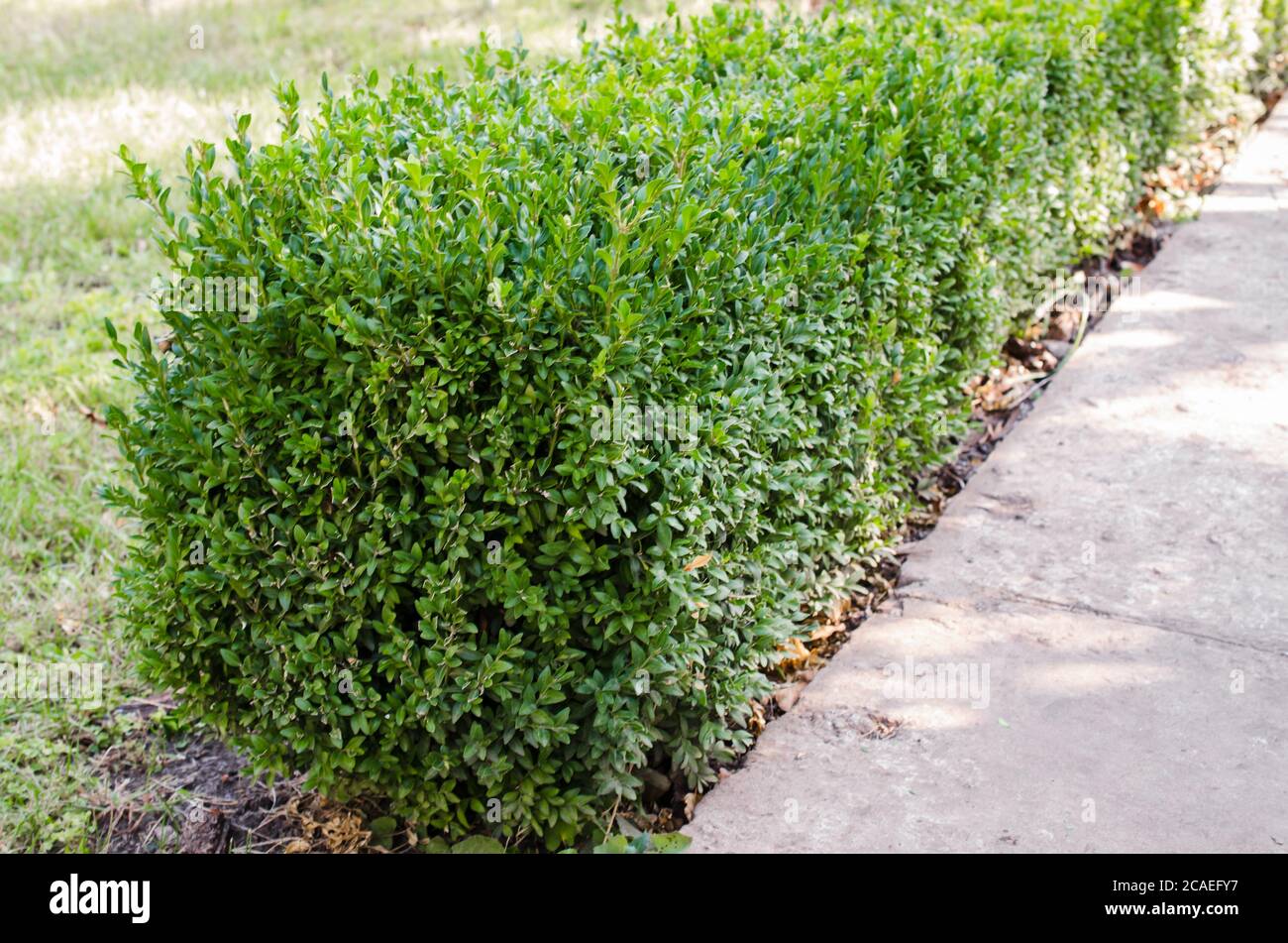 Fresh growing green buxus bushes. Buxus sempervirens Stock Photo - Alamy