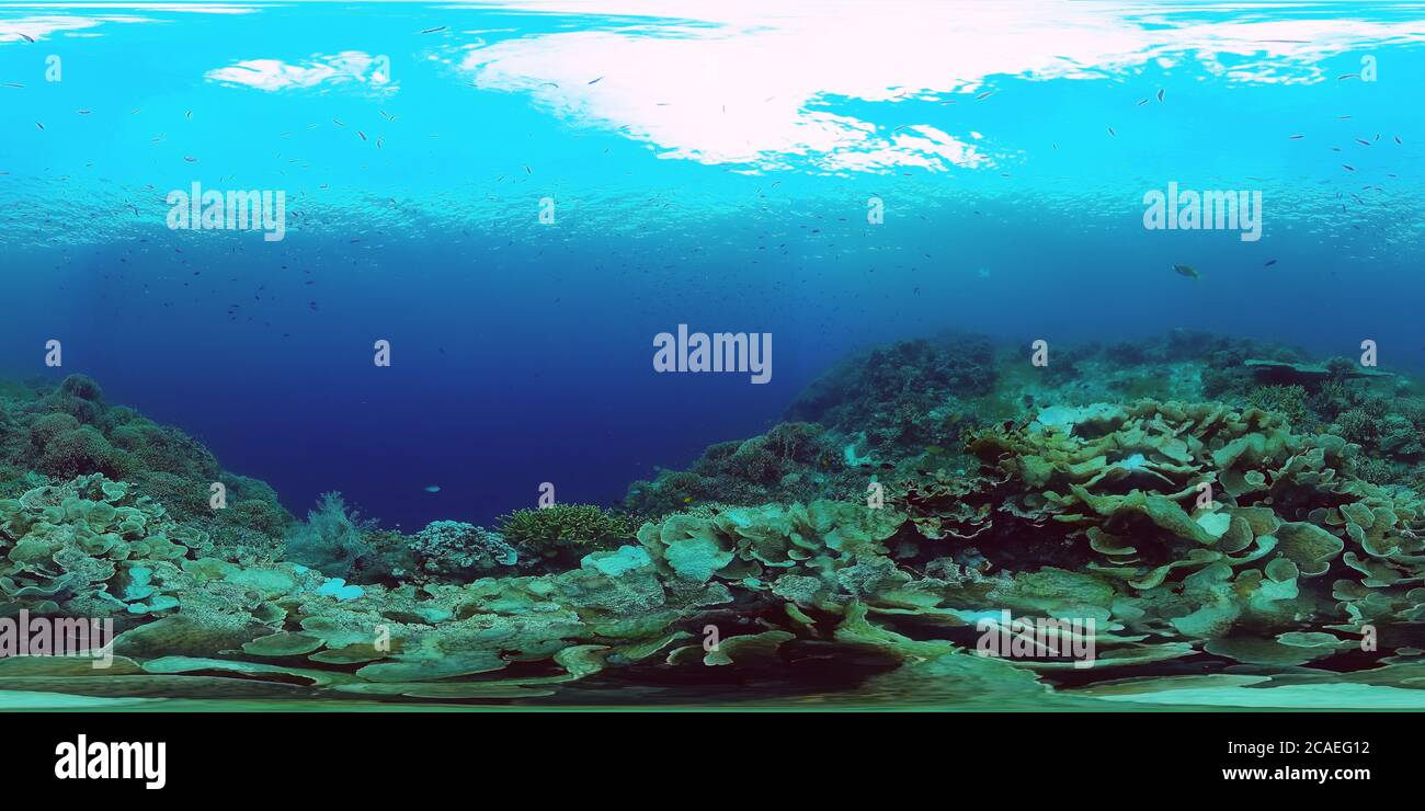 Tropical fishes and coral reef at diving. Beautiful underwater world ...