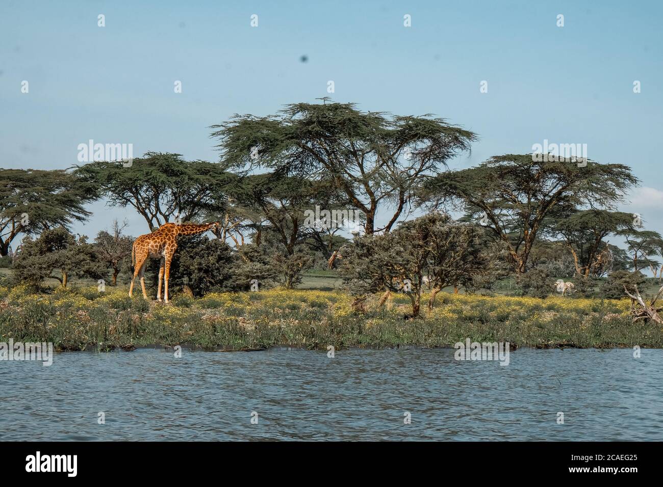 Giraffe in the sun Stock Photo - Alamy