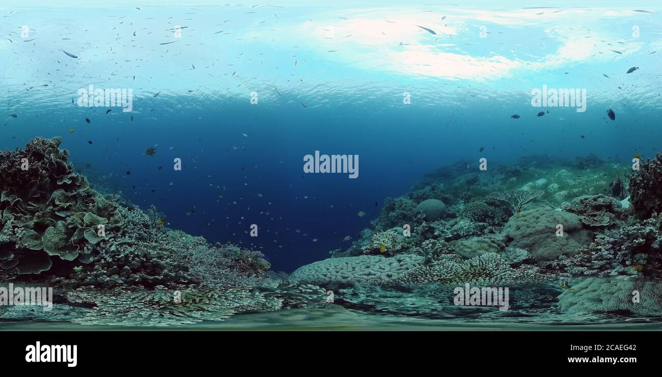 360VR Foto: Beautiful underwater world with coral reef and tropical ...