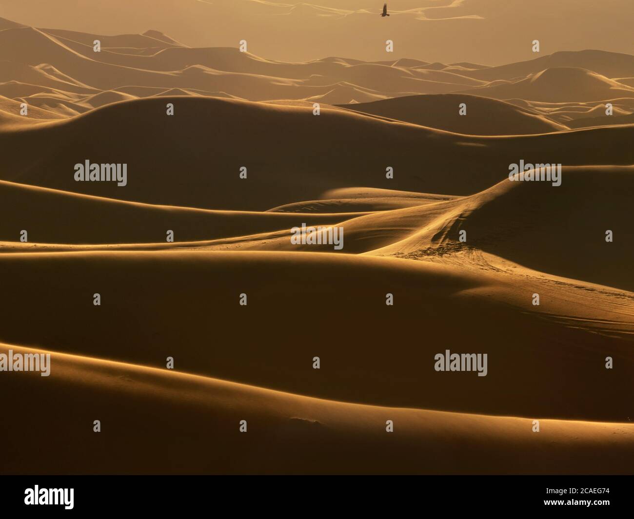 Magnificent golden dunes of the Sahara Desert and a flying bird ...
