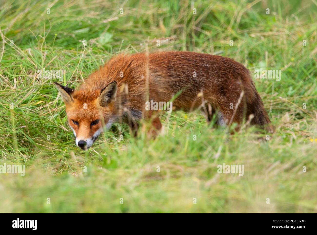 Red Fox hunting in the newly mown hay Stock Photo - Alamy