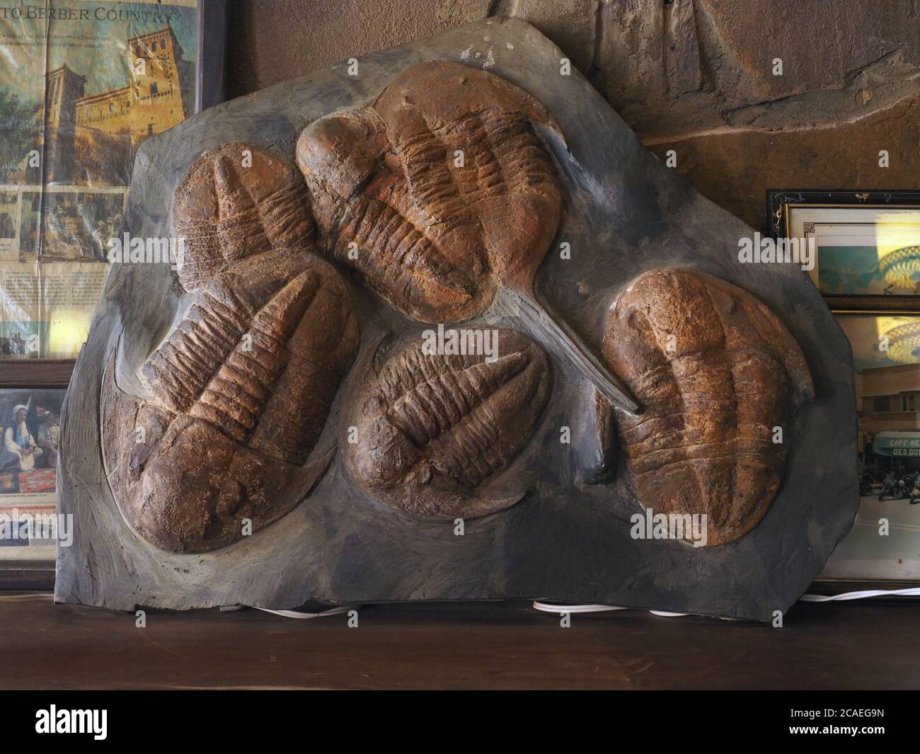 Stone slab with fossilized marine animals trilobites, Morocco Stock ...
