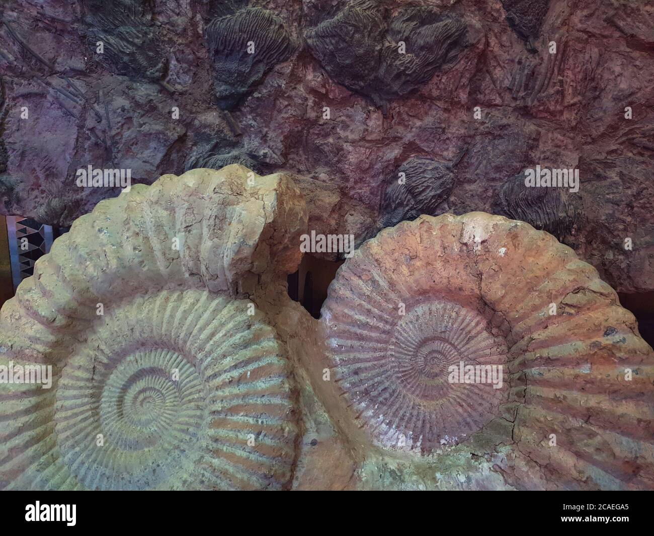 Two round fossil animal ammonite, on the background of a red stone slab ...
