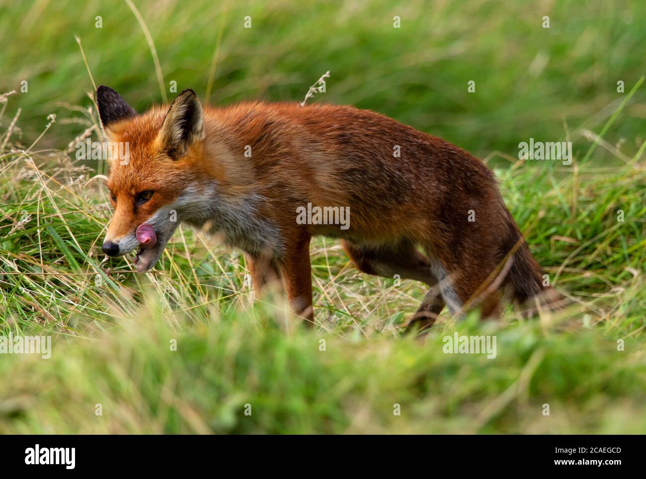 Red Fox hunting in the newly mown hay Stock Photo - Alamy