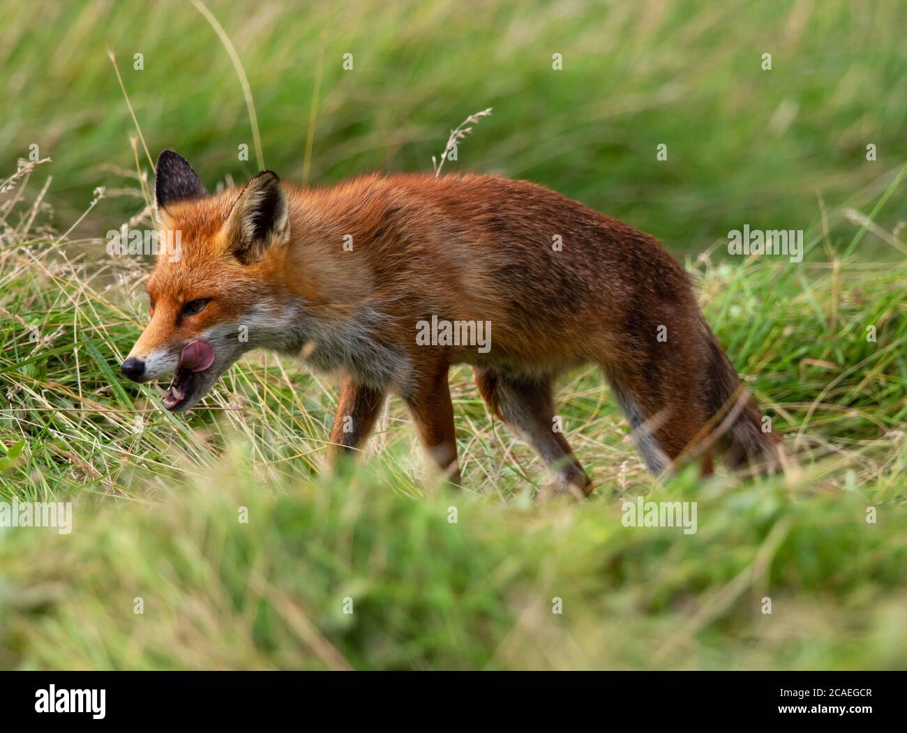 Red Fox hunting in the newly mown hay Stock Photo - Alamy