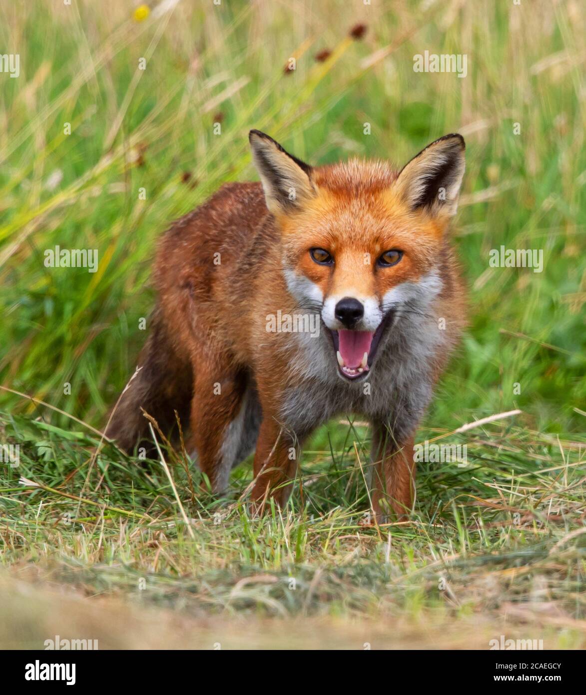 Red Fox hunting in the newly mown hay Stock Photo - Alamy