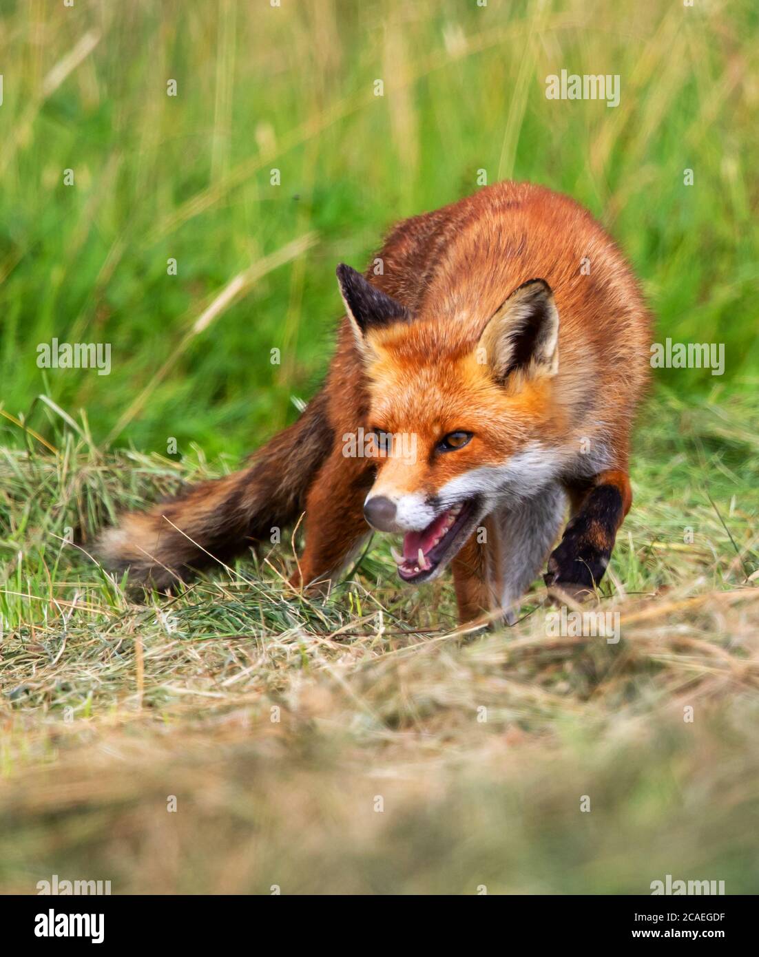 Red Fox hunting in the newly mown hay Stock Photo - Alamy