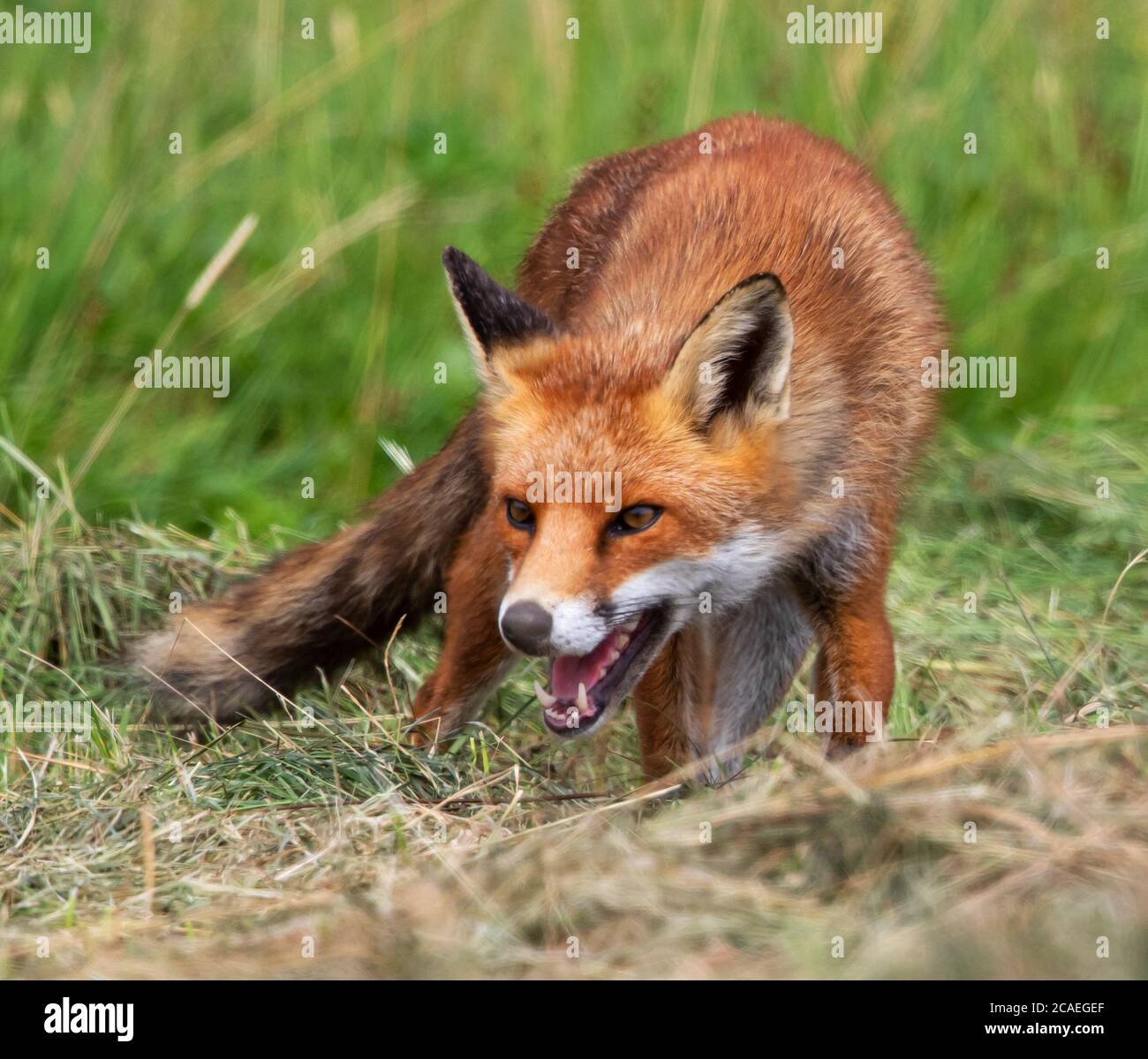 Red Fox hunting in the newly mown hay Stock Photo - Alamy