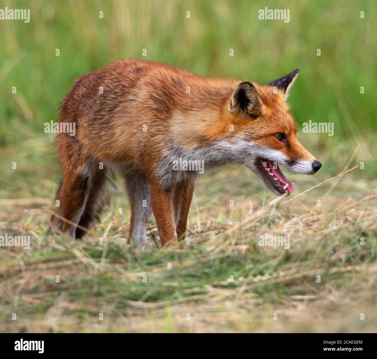 Red Fox hunting in the newly mown hay Stock Photo - Alamy