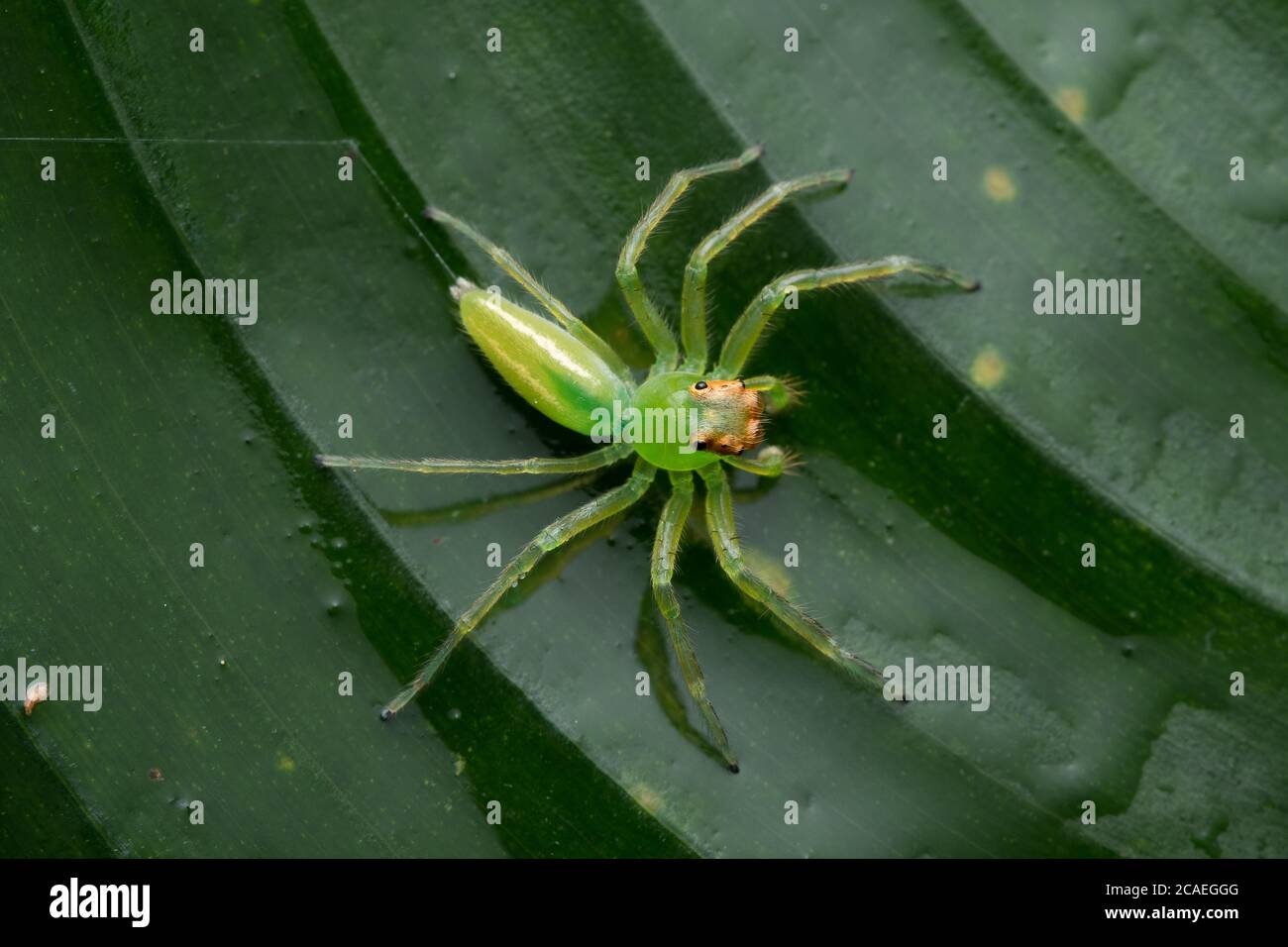 A dorsal view of a Green jumping spider (Epeus flavobilieatus) from ...