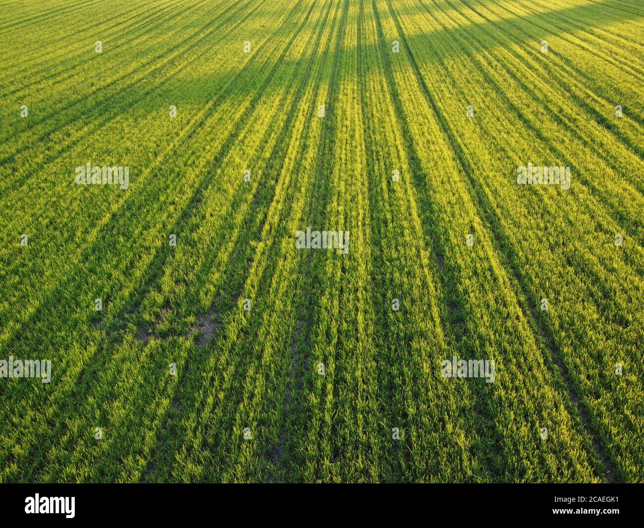Aerial. Green grass texture background. Top view from drone Stock Photo ...